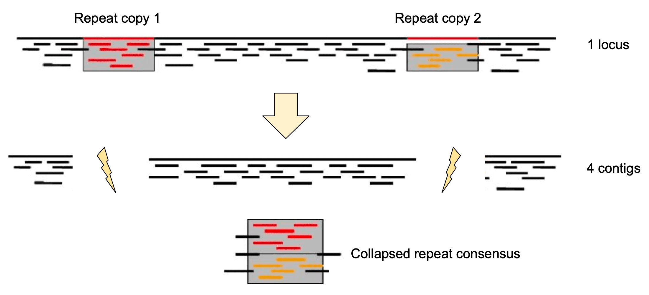 An introduction to get started in genome assembly and annotation