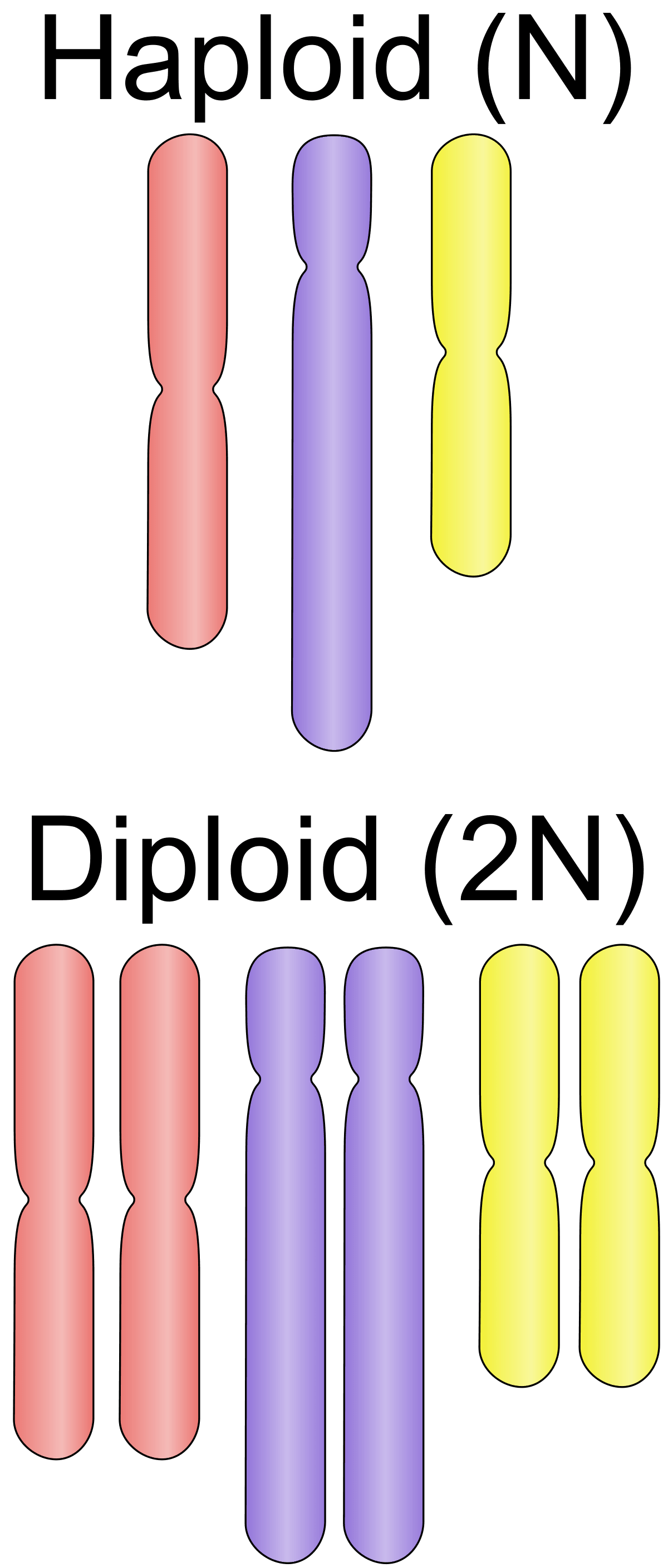 An introduction to get started in genome assembly and annotation